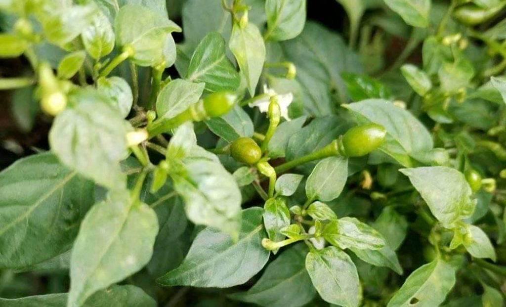 El chiltepe, un sabor tradicional de los guatemaltecos - Gobierno de ...