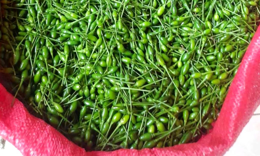 El chiltepe, un sabor tradicional de los guatemaltecos - Gobierno de ...