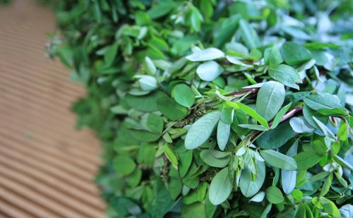 El chipilín es una fuente de vitaminas y hierro - Ministerio de ...