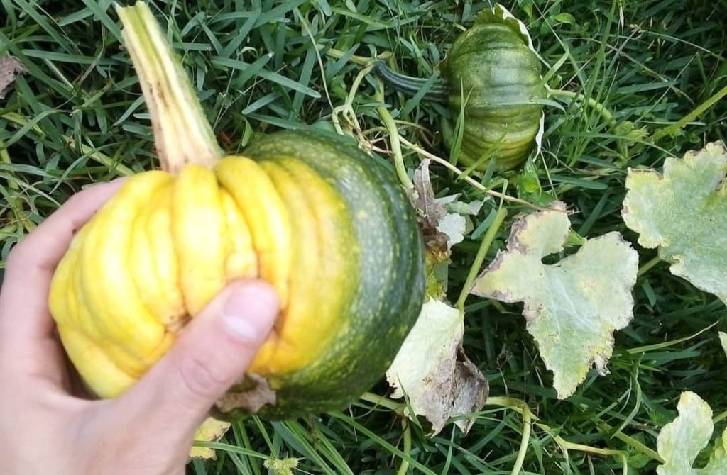 El cultivo de güicoy en Guatemala - Ministerio de Agricultura Ganadería ...
