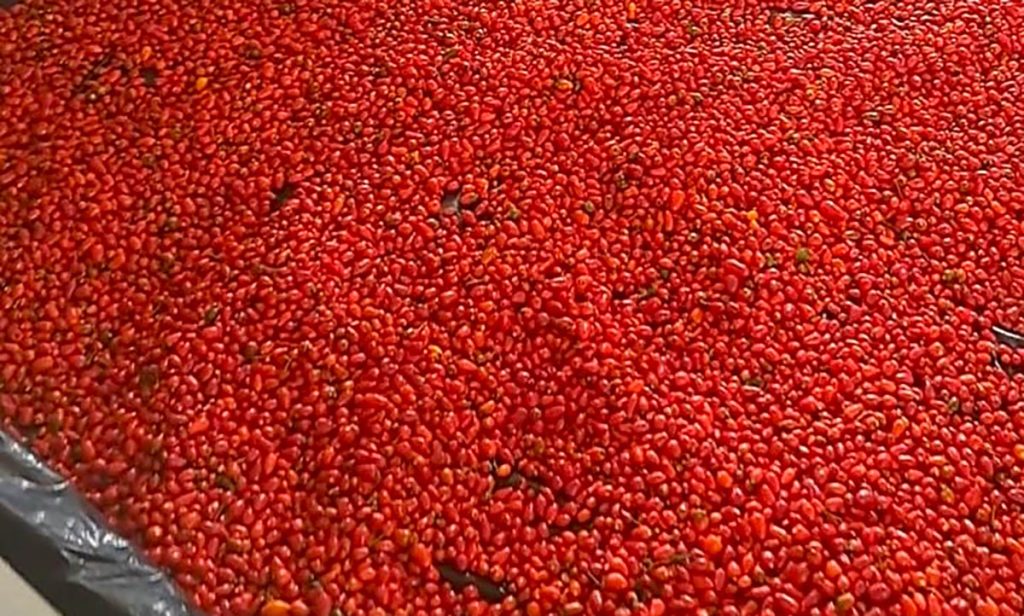 Se apoya el corte de chile cobanero en parcela demostrativa ...