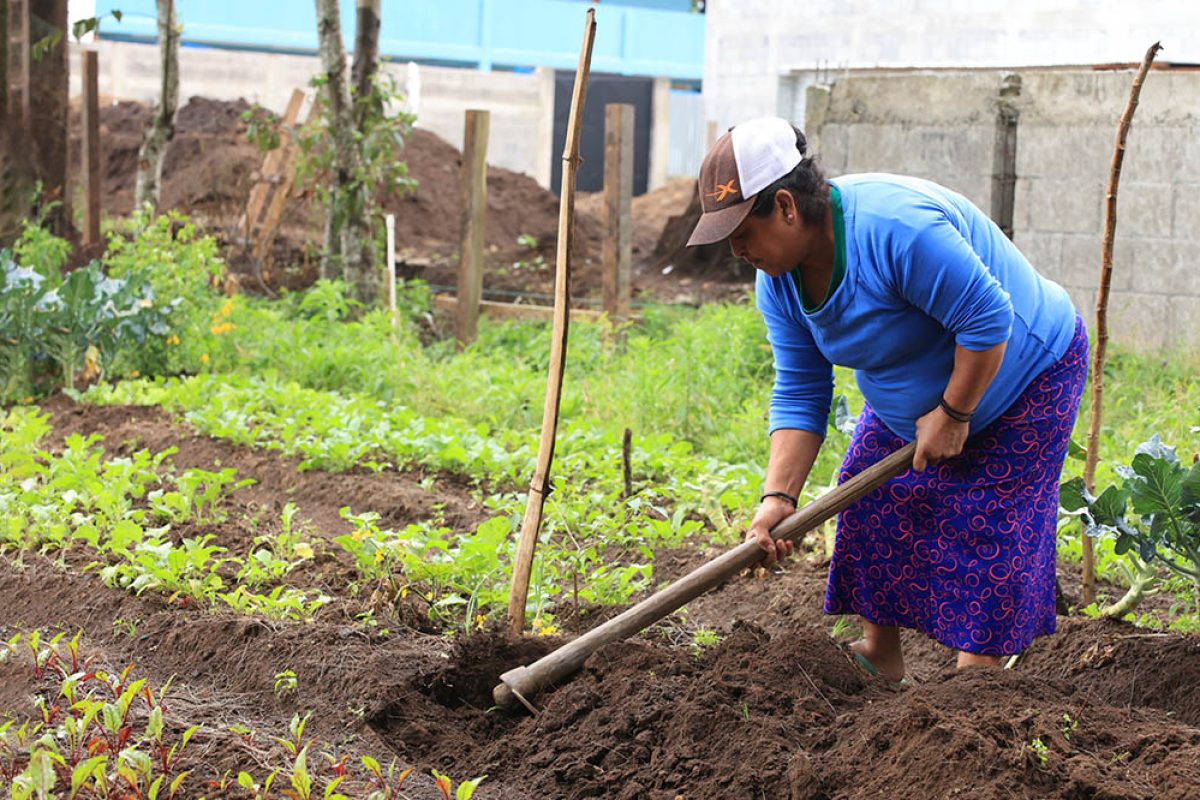 ¿Conozca qué es la agricultura de infra y la de subsistencia ...