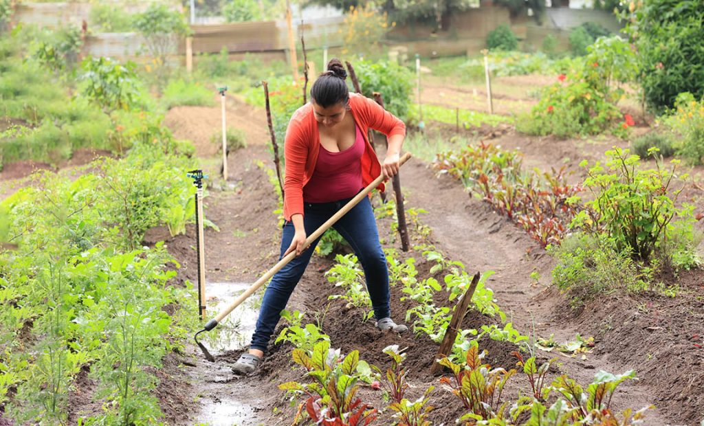 ¿Conozca qué es la agricultura de infra y la de subsistencia ...
