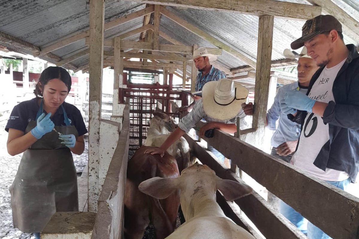 Brindan asistencia técnica para control de brucelosis - Ministerio de Agricultura Ganadería y ...