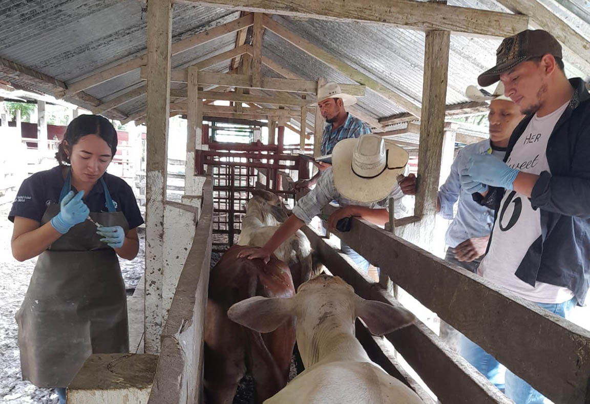 Brindan asistencia técnica para control de brucelosis - Ministerio de Agricultura Ganadería y ...