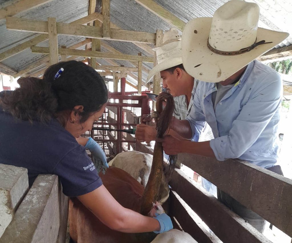 Brindan asistencia técnica para control de brucelosis - Ministerio de Agricultura Ganadería y ...
