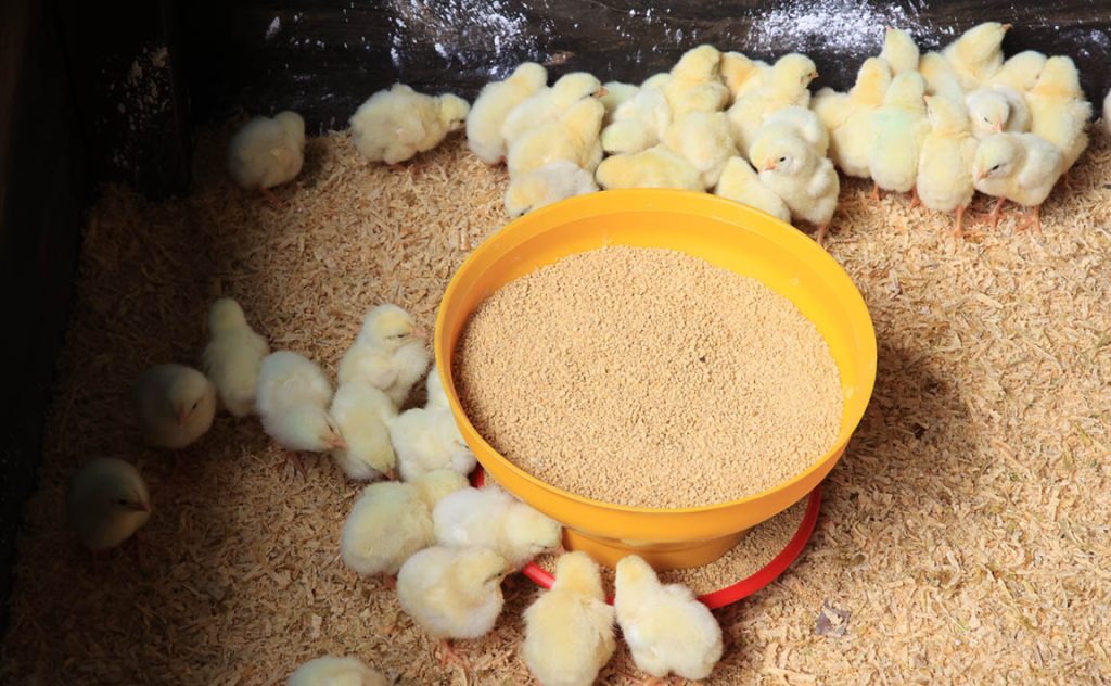 Conozca un poco acerca de la crianza de pollos de engorde - Ministerio ...