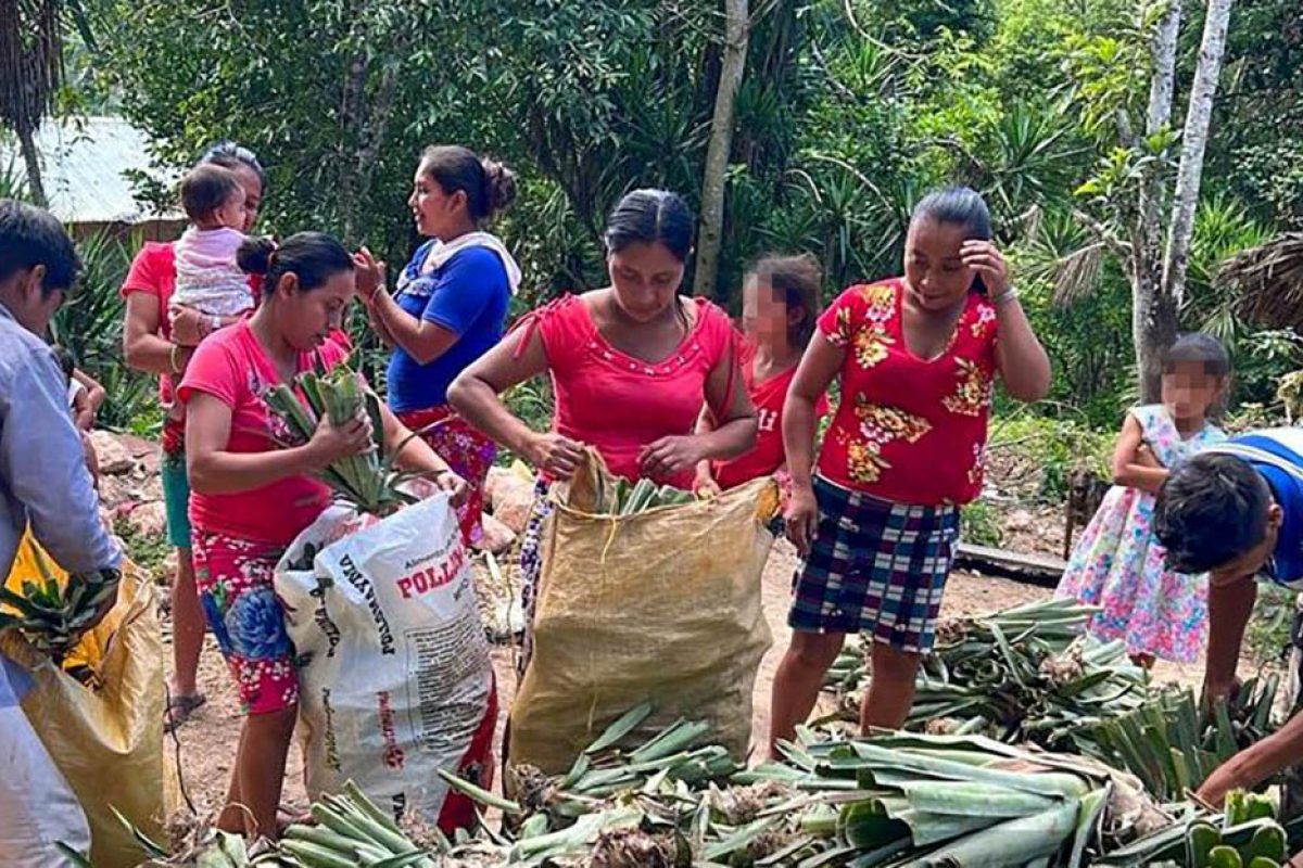 Entregan hijuelos de piña en Melchor de Mencos - Ministerio de Agricultura Ganadería y Alimentación