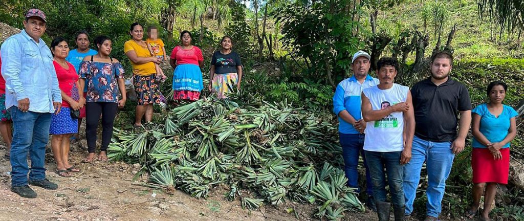 Entregan hijuelos de piña en Melchor de Mencos - Ministerio de Agricultura Ganadería y Alimentación
