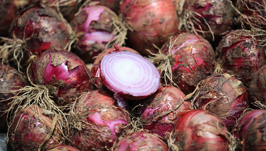 La cebolla no solo es un condimento - Ministerio de Agricultura ...