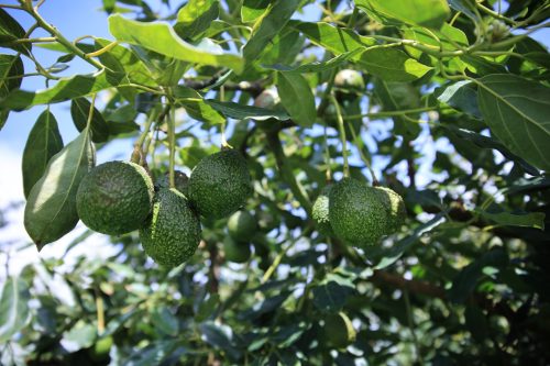 Productores de aguacate Hass capacitados con miras a exportación a EE. UU. - Ministerio de ...