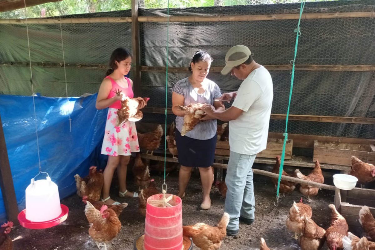 Vacunan aves de postura en Melchor de Mencos - Ministerio de Agricultura Ganadería y Alimentación