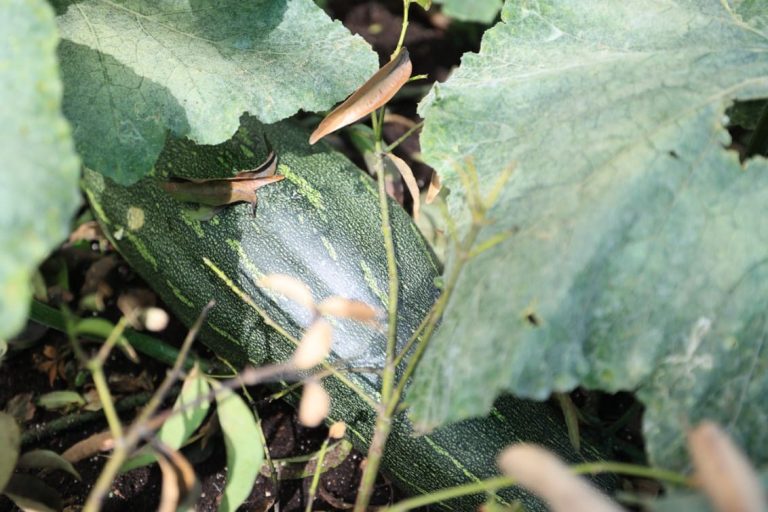 Conozca un poco más del ayote - Ministerio de Agricultura Ganadería y ...