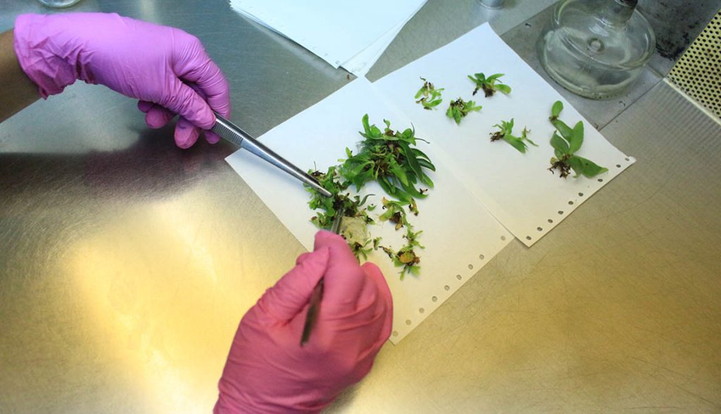 Conozca acerca de la fitozoogenética y la germoplasma - Ministerio de ...