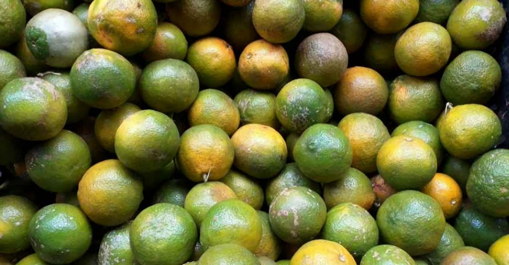 El cultivo del limón-mandarina crece en el país - Ministerio de ...