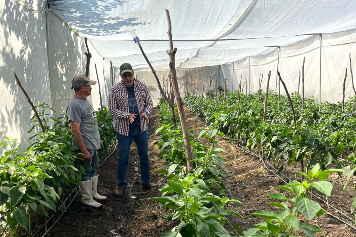 Brindan asistencia técnica acerca del manejo fitosanitario de hortalizas - Ministerio de ...