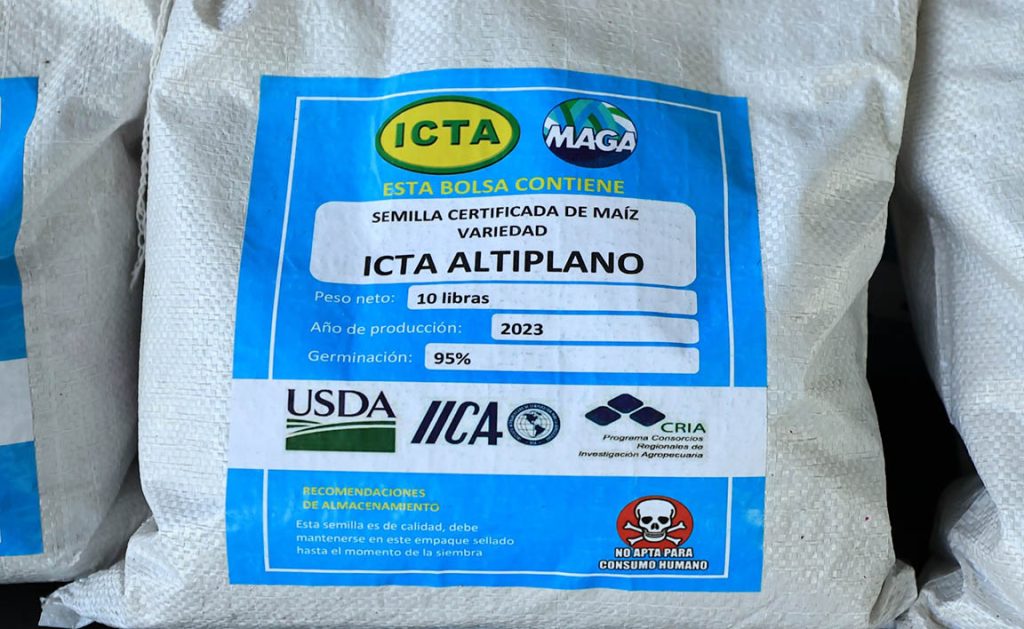Estas son algunas de las principales características del maíz blanco ICTA-Altiplano - Ministerio ...