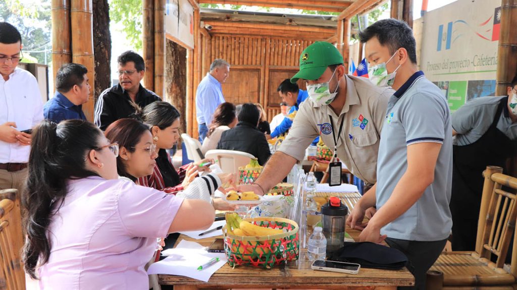Alternativa de producción: Introducen variedad de banano resistente al ...