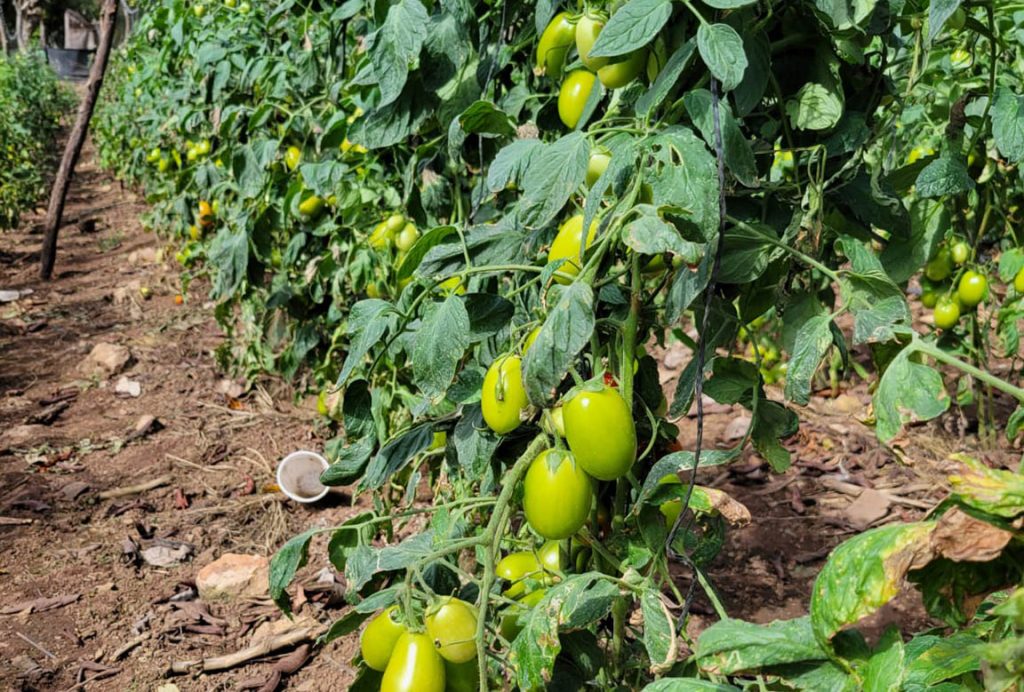 Pequeño agricultor amplía sus conocimientos para mejorar su producción ...