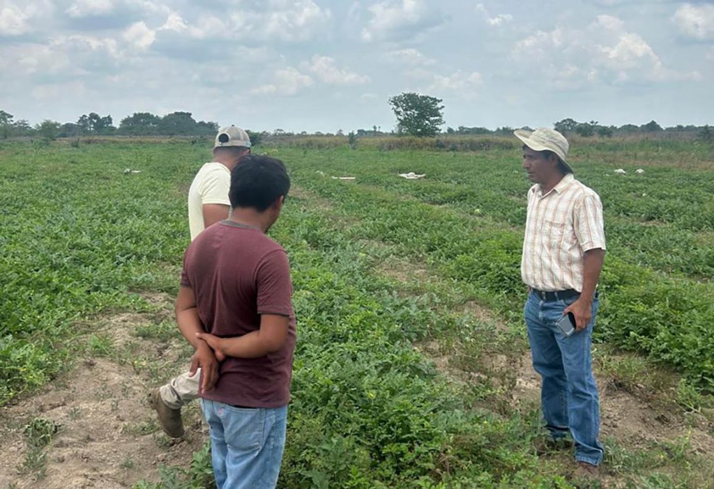 Brindan asistencia técnica a productores del PAE para mejorar cultivos - Ministerio de ...
