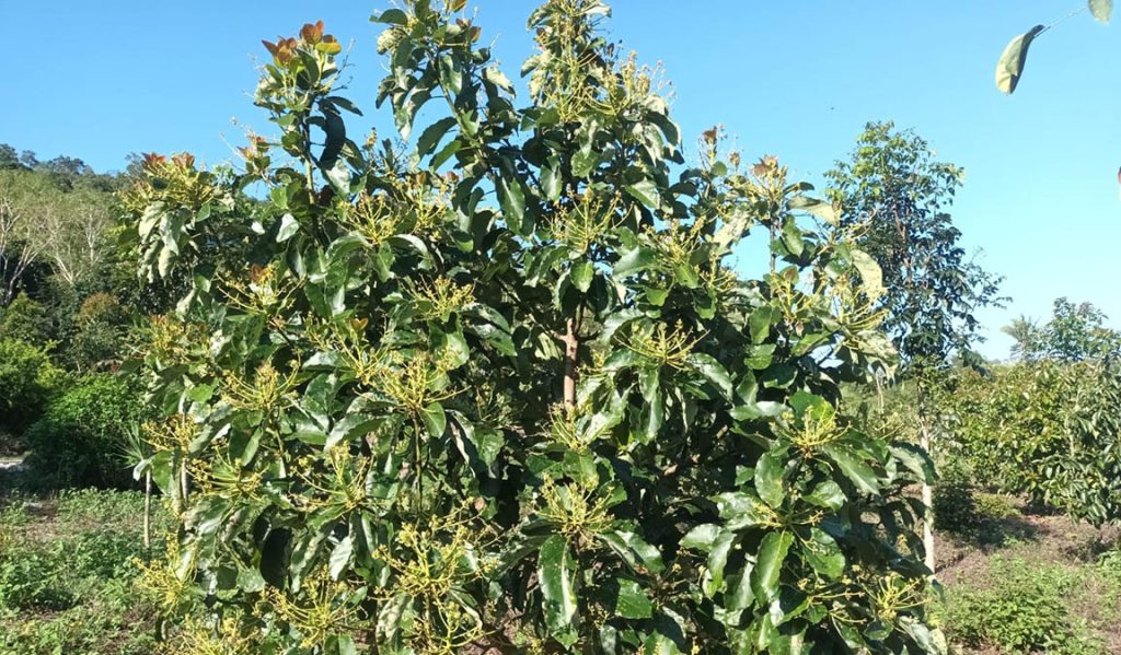 Brindan asistencia técnica en cultivo de aguacate - Ministerio de Agricultura Ganadería y ...