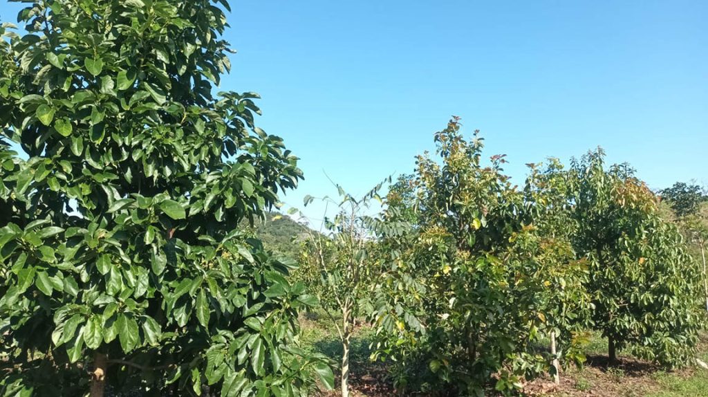 Brindan asistencia técnica en cultivo de aguacate - Ministerio de Agricultura Ganadería y ...