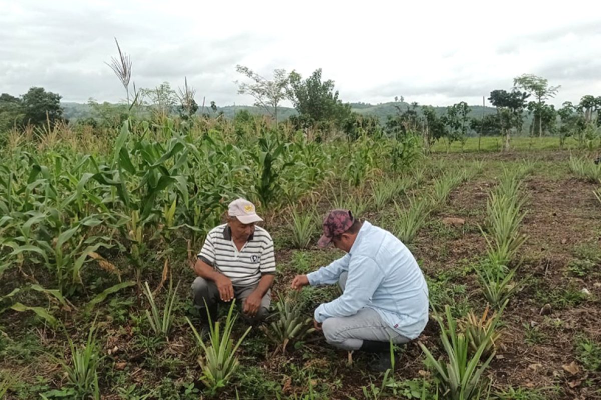 Se brinda asistencia técnica a productores de piña y cacao en Melchor de Mencos - Ministerio de ...