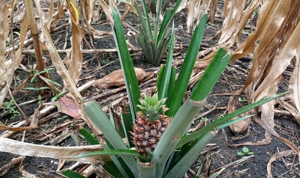 Se brinda asistencia técnica a productores de piña y cacao en Melchor de Mencos - Ministerio de ...