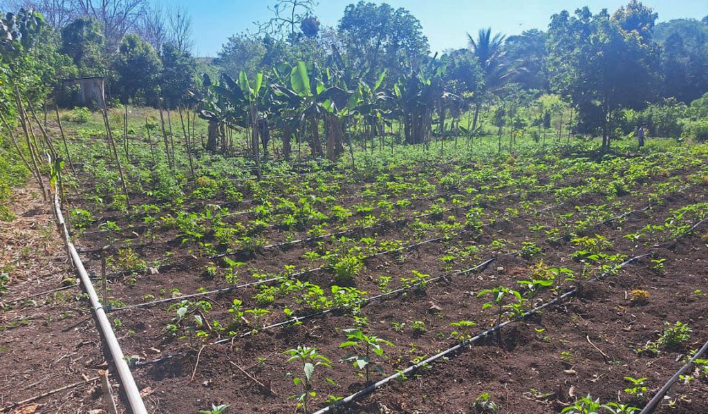 Brindan asistencia técnica para la producción de hortalizas - Ministerio de Agricultura ...