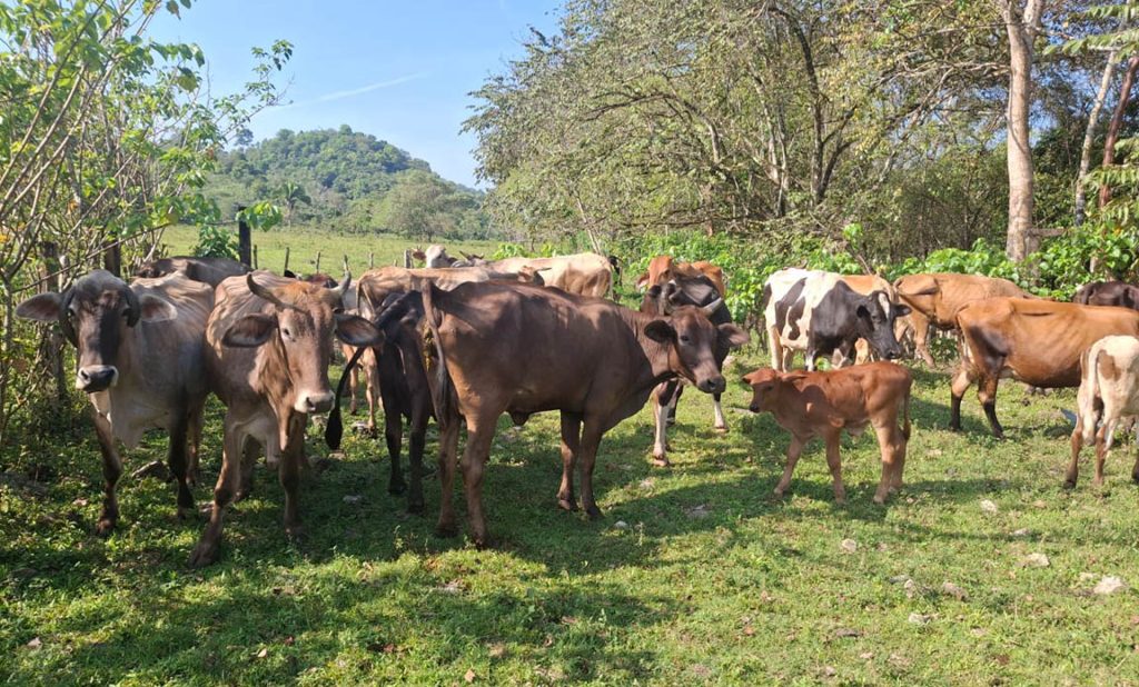 Brindan asistencia técnica y programas de mejoramiento genético a ganaderos de Petén ...