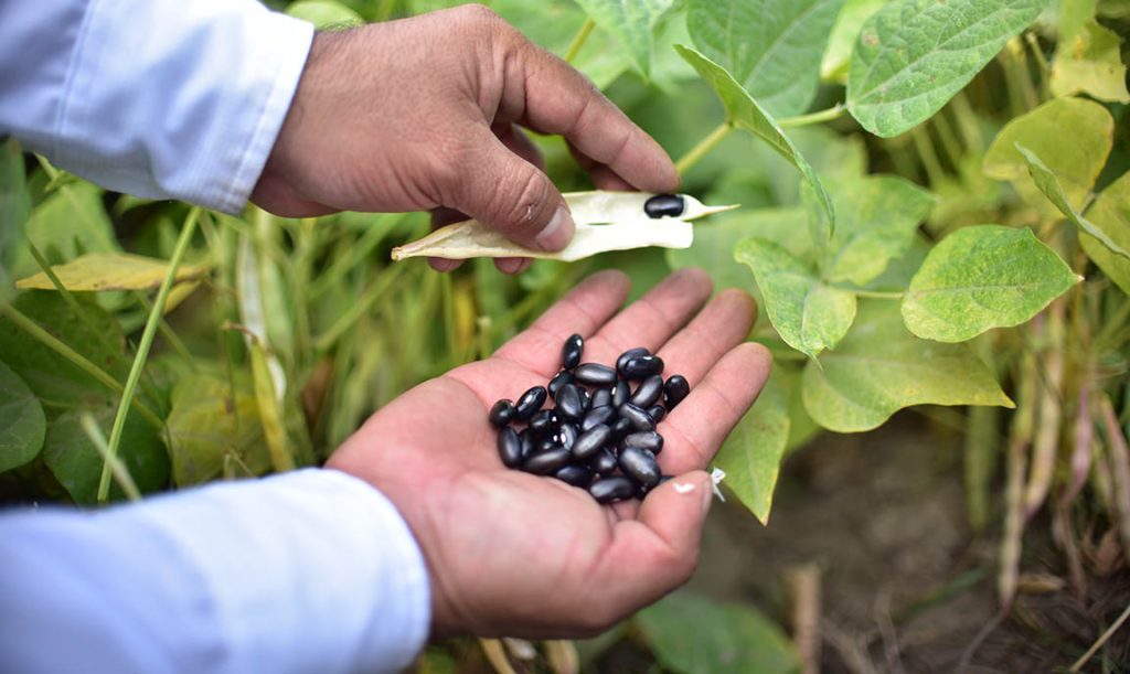 Cultivo de granos básicos favorece la conservación de suelos ...