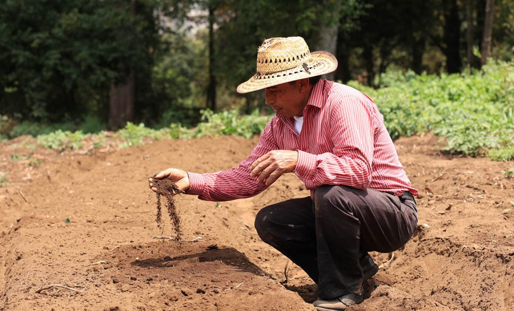 Cultivo de granos básicos favorece la conservación de suelos - Ministerio de Agricultura ...