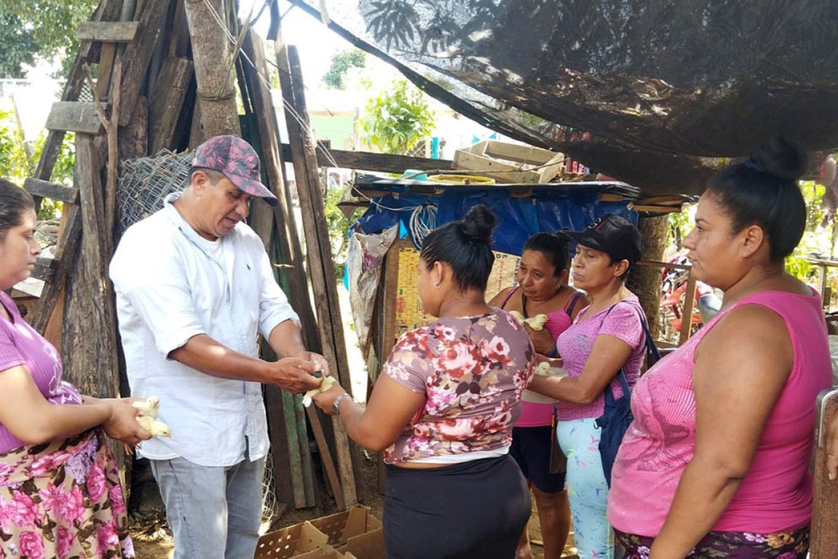 Jornada de vacunación de pollos de engorde en Melchor de Mencos - Ministerio de Agricultura ...