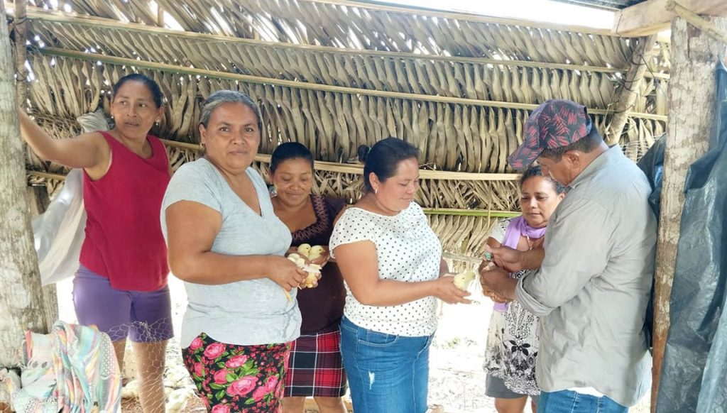 Jornada de vacunación de pollos de engorde en Melchor de Mencos - Ministerio de Agricultura ...