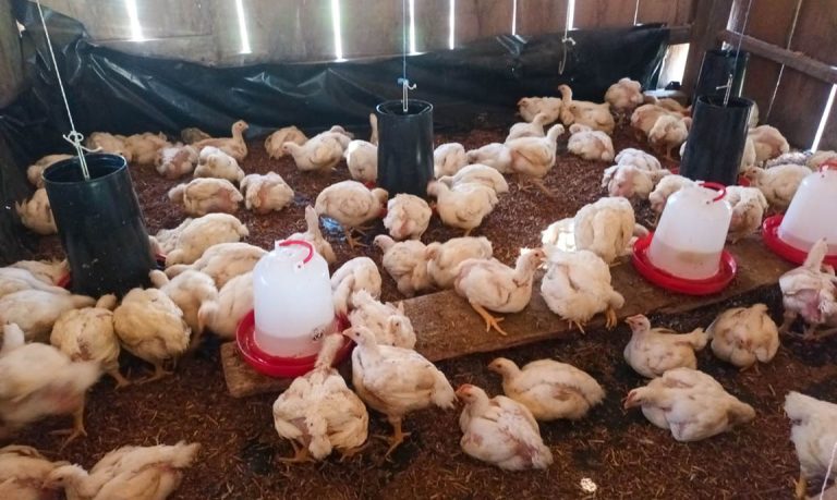 Pollos de engorde alcanzan peso óptimo - Ministerio de Agricultura ...