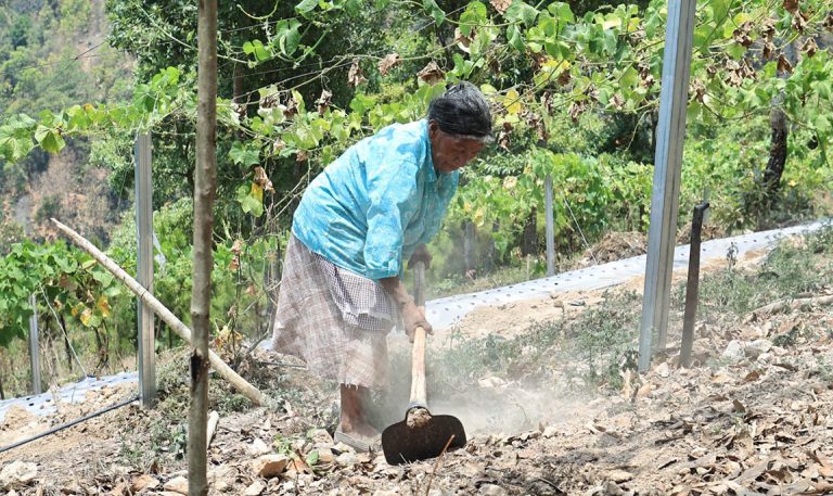 AGROVIDA fortalece agricultura familiar en Suquinay con enfoque integral - Ministerio de ...