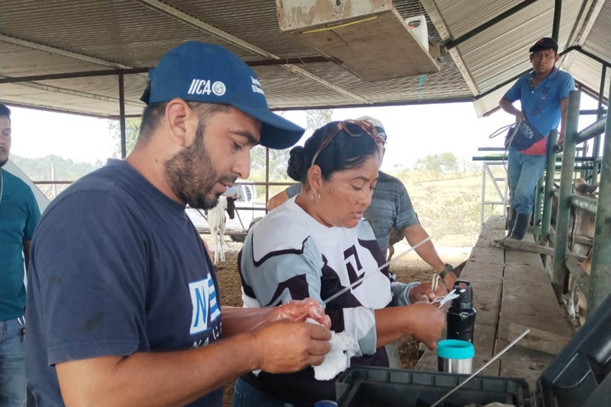 Asistencia técnica en inseminación bovina fortalece ganadería en Melchor de Mencos - Ministerio ...