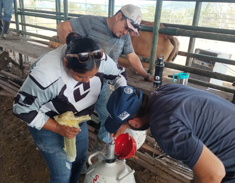 Asistencia técnica en inseminación bovina fortalece ganadería en Melchor de Mencos - Ministerio ...