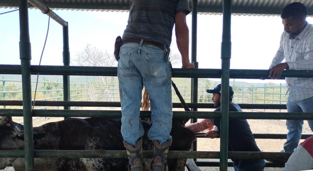 Asistencia técnica en inseminación bovina fortalece ganadería en Melchor de Mencos - Ministerio ...