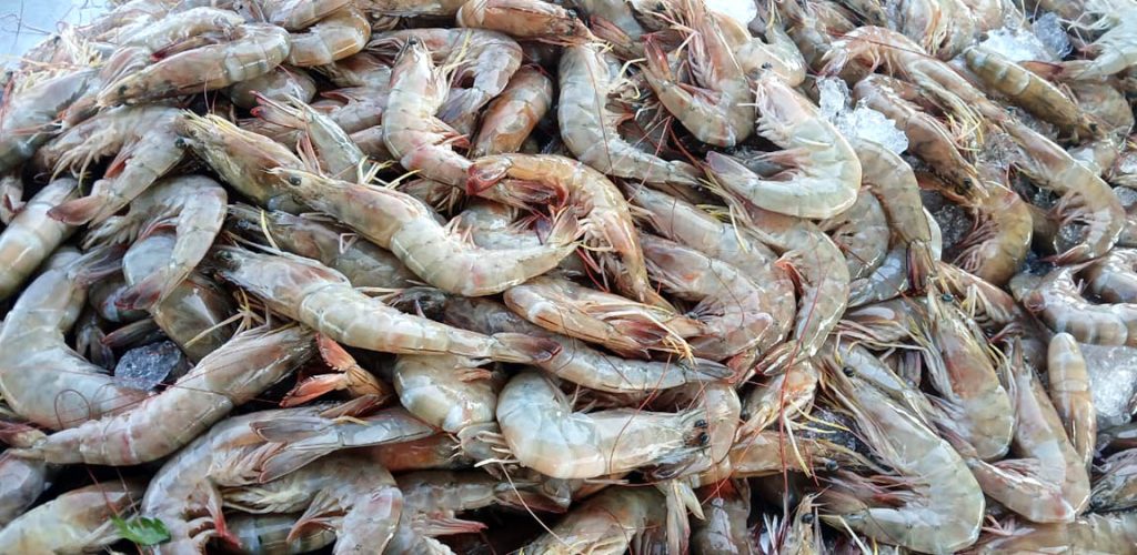 Camarón guatemalteco es elegible para ingresar a los Estados Unidos de ...