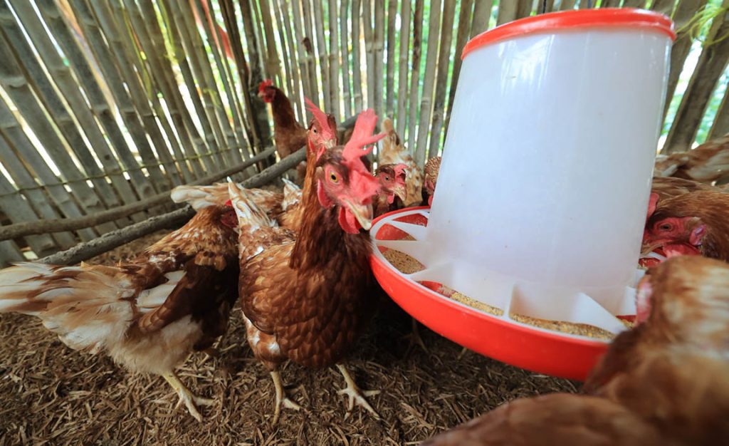 Gallinas ponedoras brindan sustento y bienestar económico en Alta Verapaz - Ministerio de ...