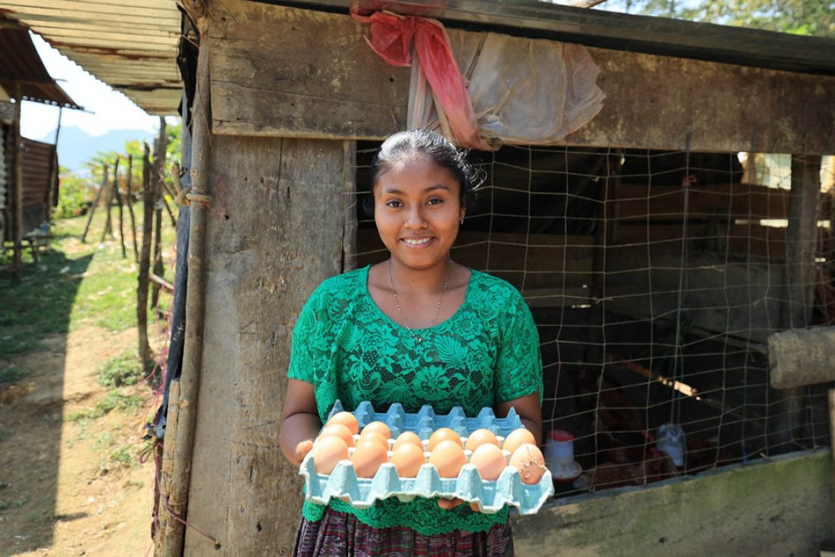 Proyecto de gallinas ponedoras transforma la vida de familias rurales en Alta Verapaz ...