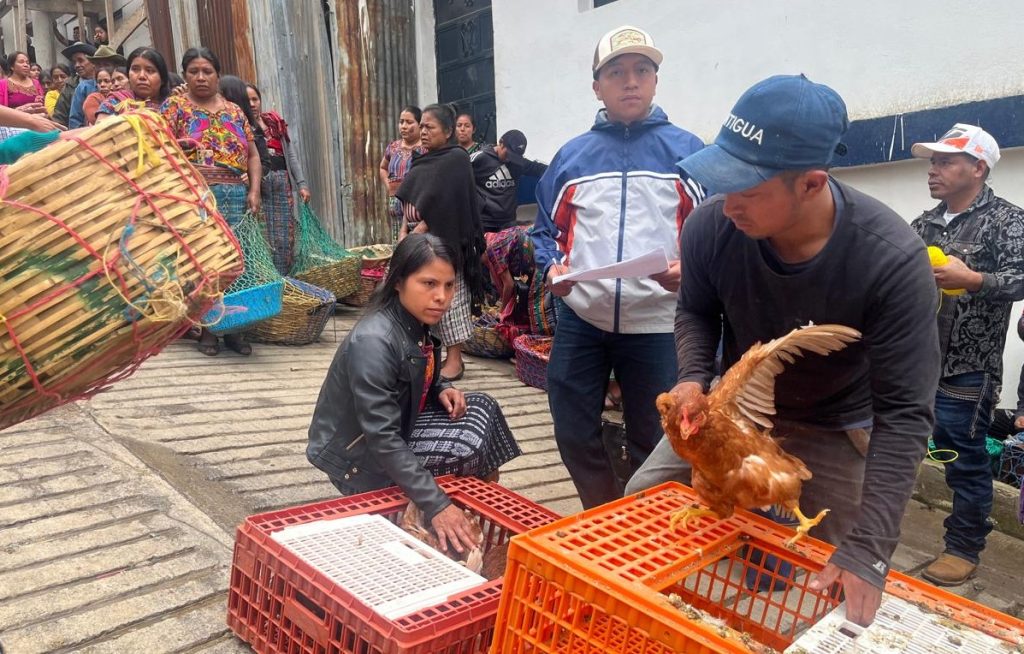 Beneficiarios del CADER reciben gallinas ponedoras - Ministerio de Agricultura Ganadería y ...