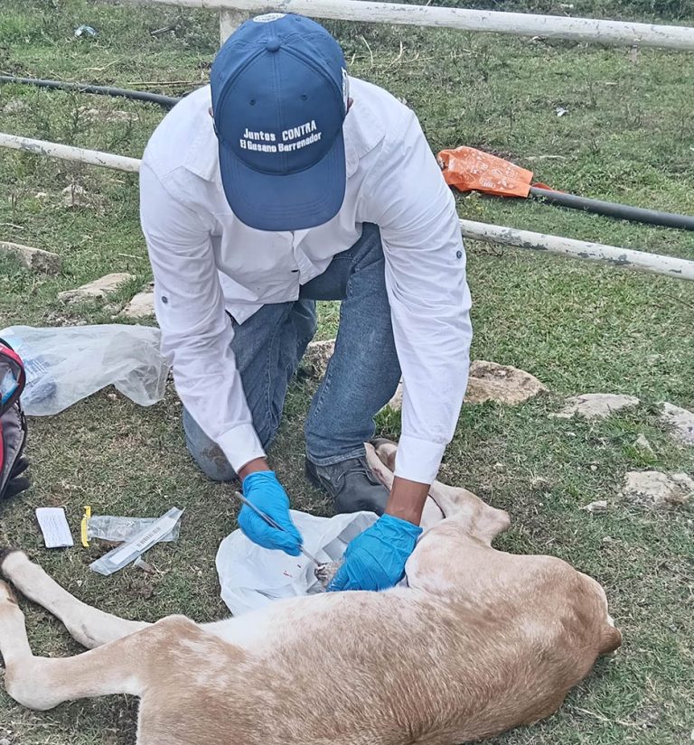 Crean programa para la contención, control y erradicación del Gusano ...