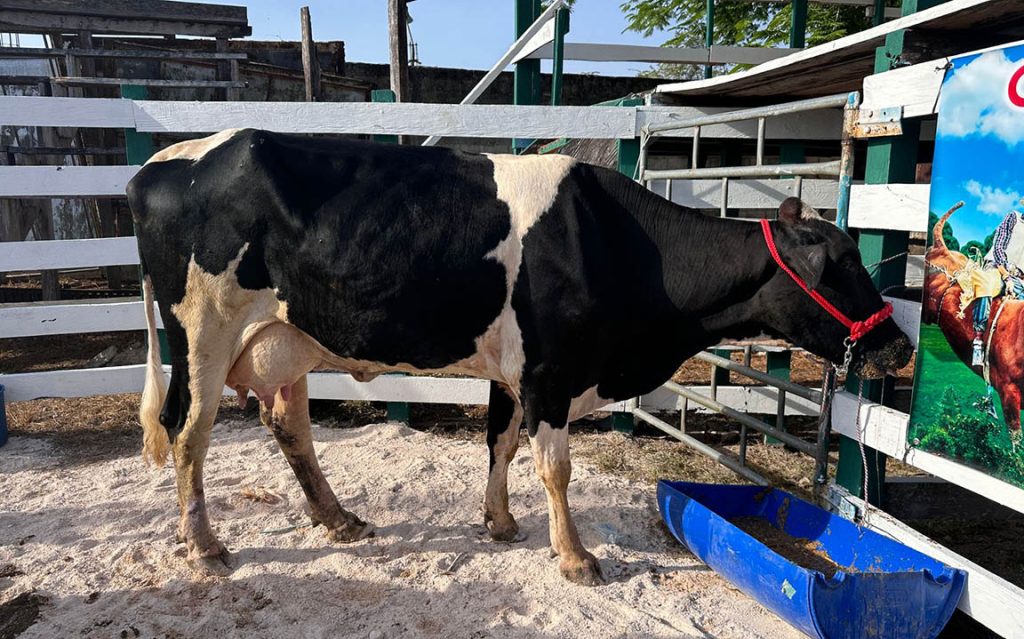 Impulsan mejoramiento genético del hato bovino en Petén - Ministerio de Agricultura Ganadería y ...