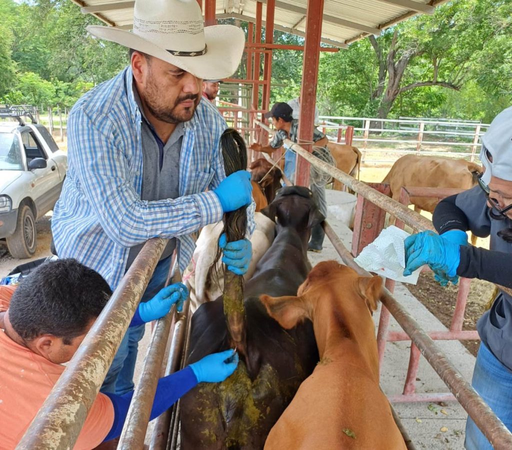 Realizan muestreo para detección de brucelosis en bovinos de Zacapa - Ministerio de Agricultura ...
