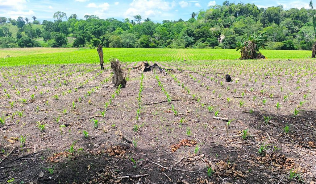 Asistencia técnica impulsa el rendimiento de parcelas de maíz en Melchor de Mencos - Ministerio ...