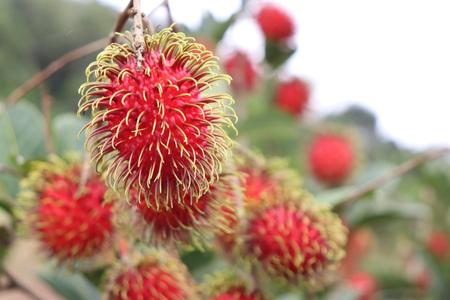 Brindan asistencia técnica a productor de frutales de Machaquilá ...