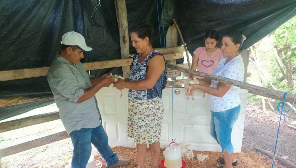 Fortalecen producción avícola en comunidades de Melchor de Mencos - Ministerio de Agricultura ...