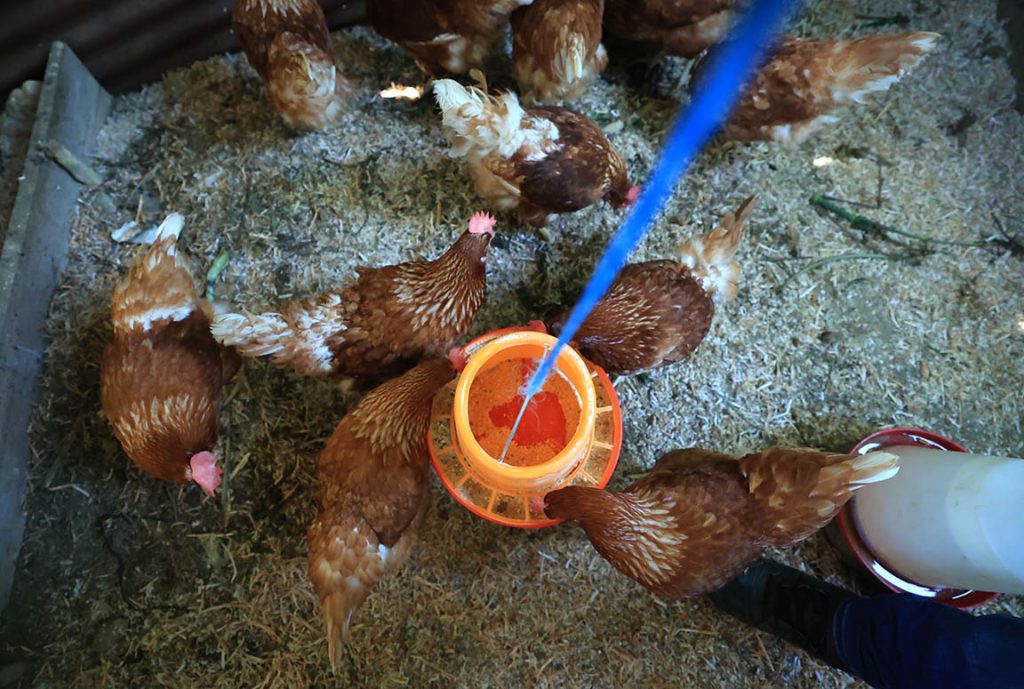 Gallinas ponedoras un motor para el desarrollo rural - Ministerio de Agricultura Ganadería y ...